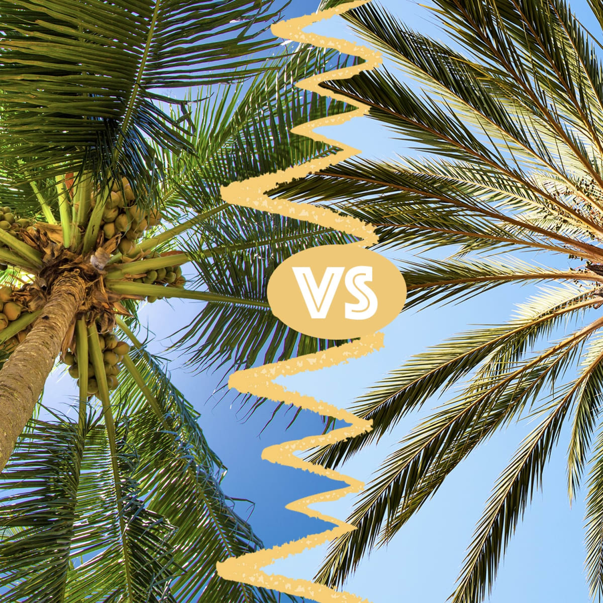 coconut and palm tree difference