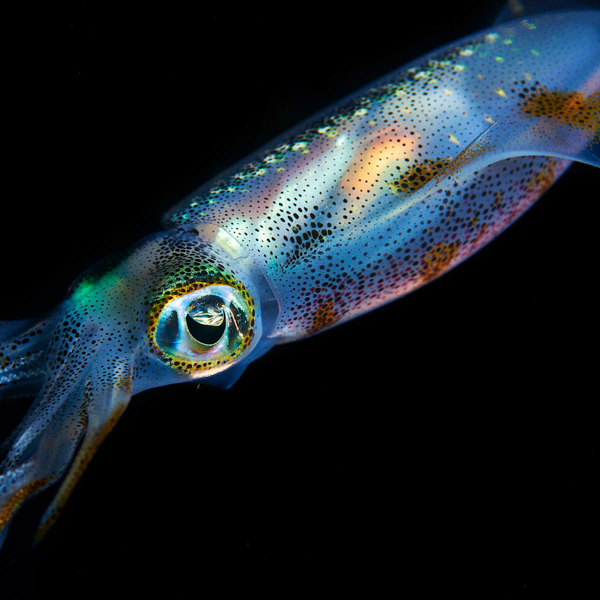 bioluminescent cuttlefish