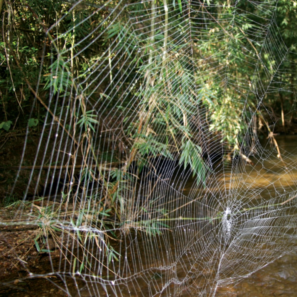 largest web building spider