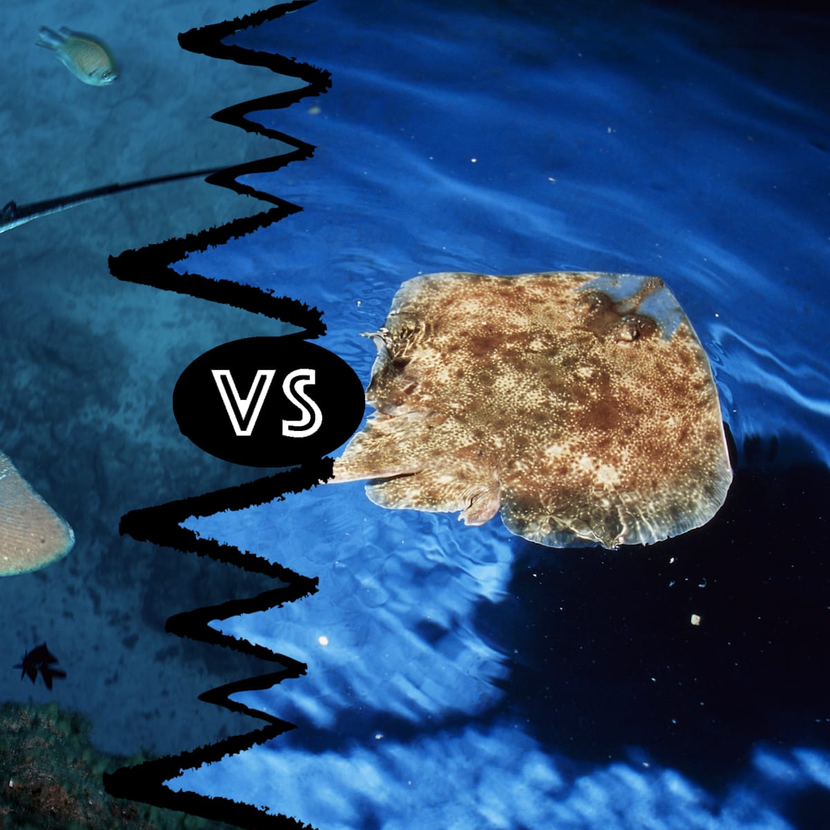 difference between skates and rays