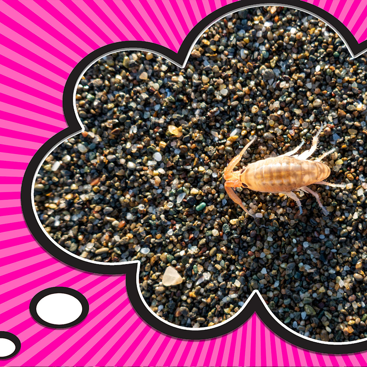 does sand attract fleas