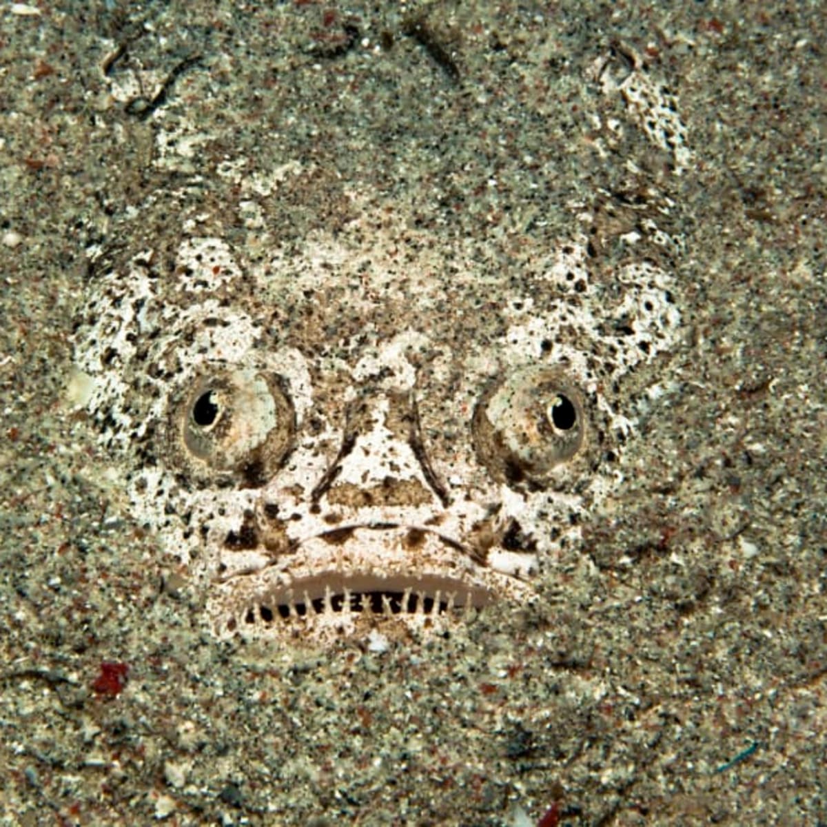 stargazer fish