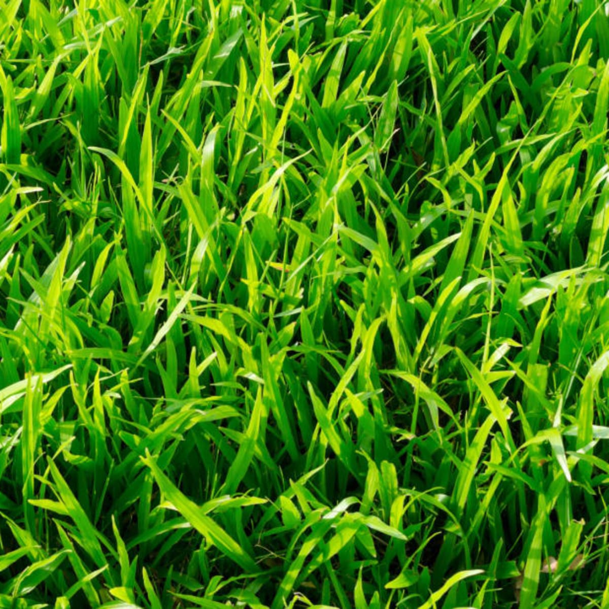 how to make grass not itch