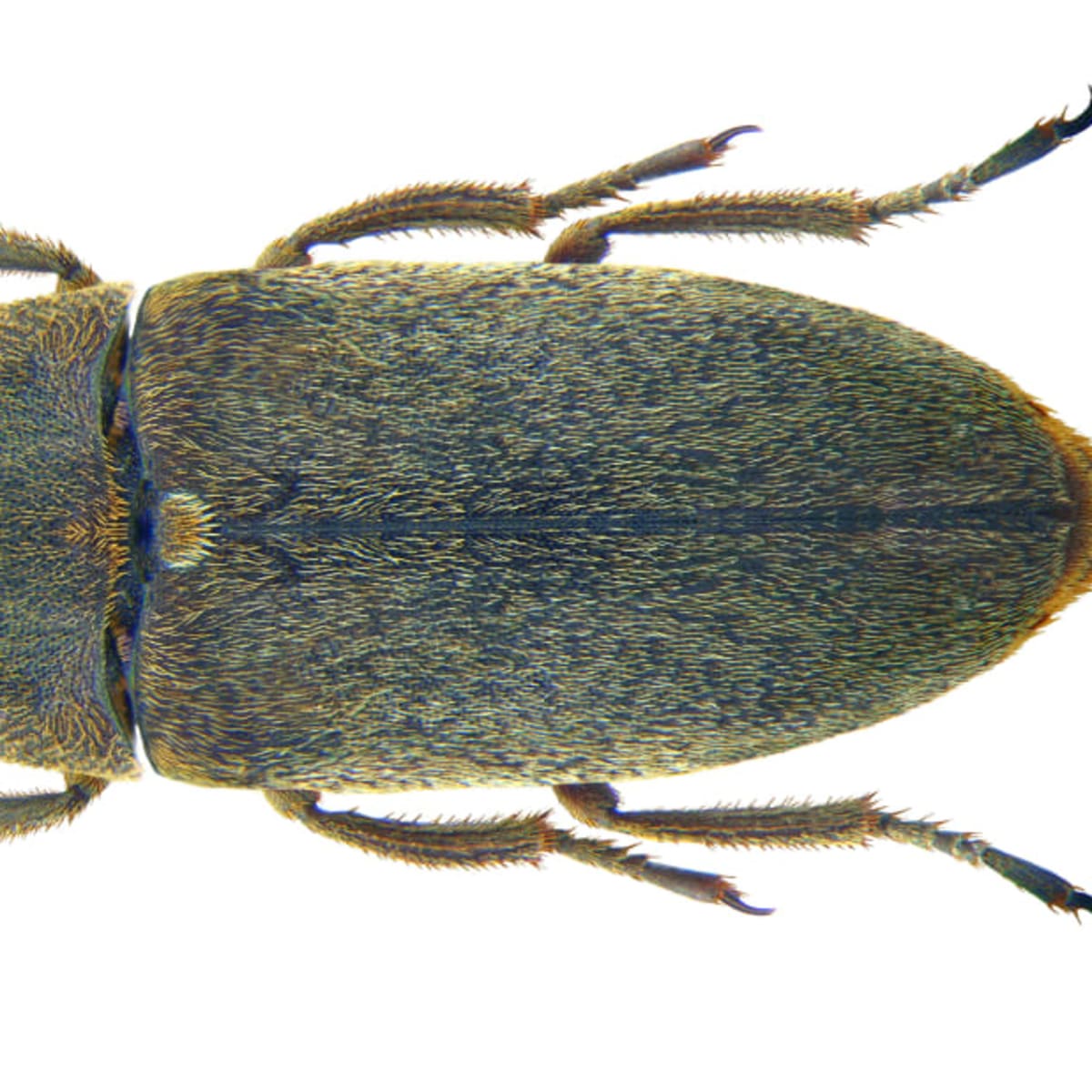 beetles that clean bones