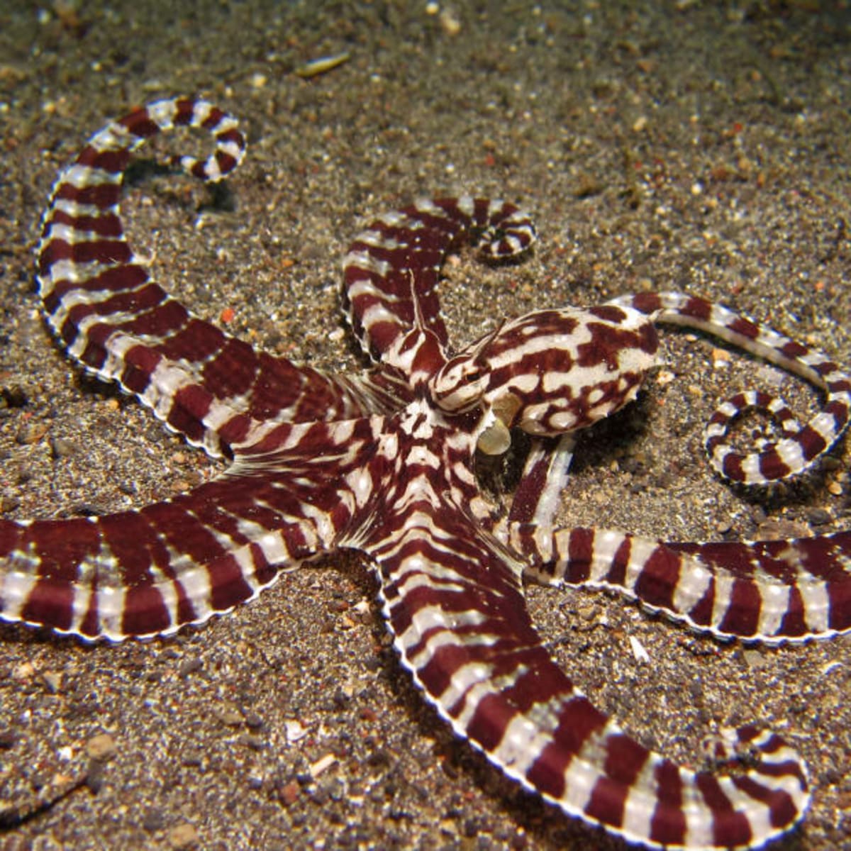 cool octopuses