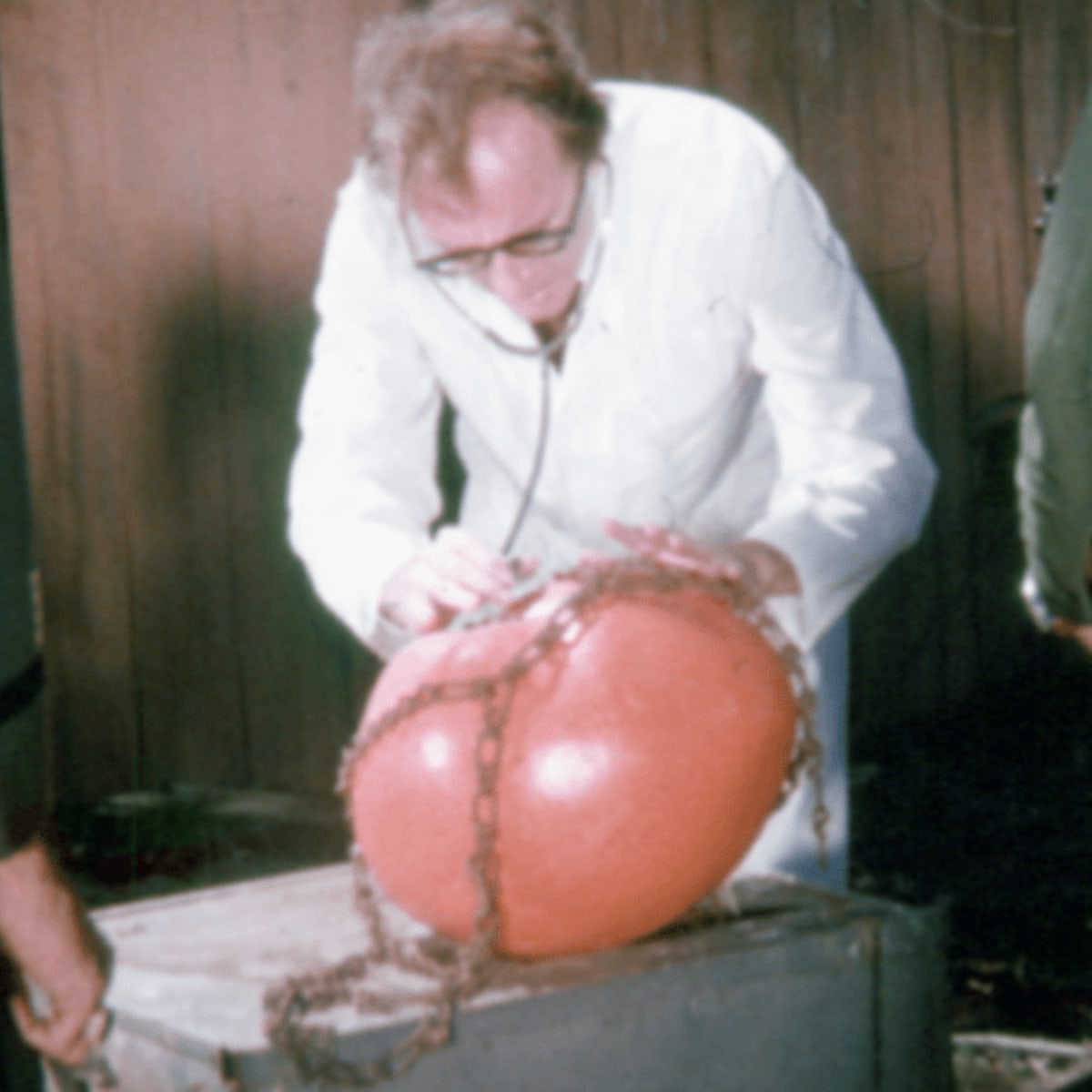 attack killer tomatoes