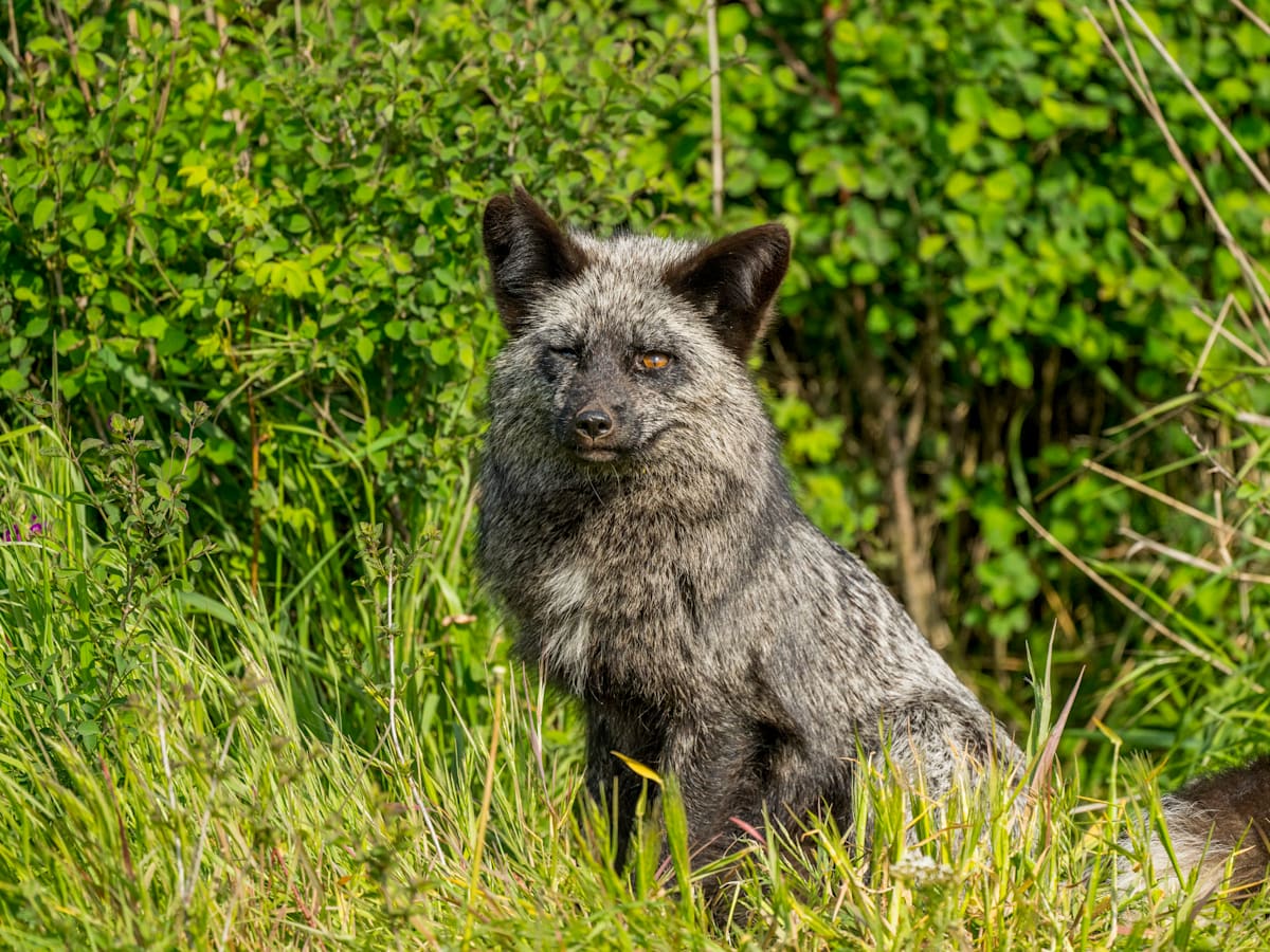 siberia fox experiment