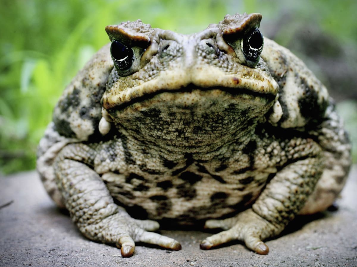 world record cane toad
