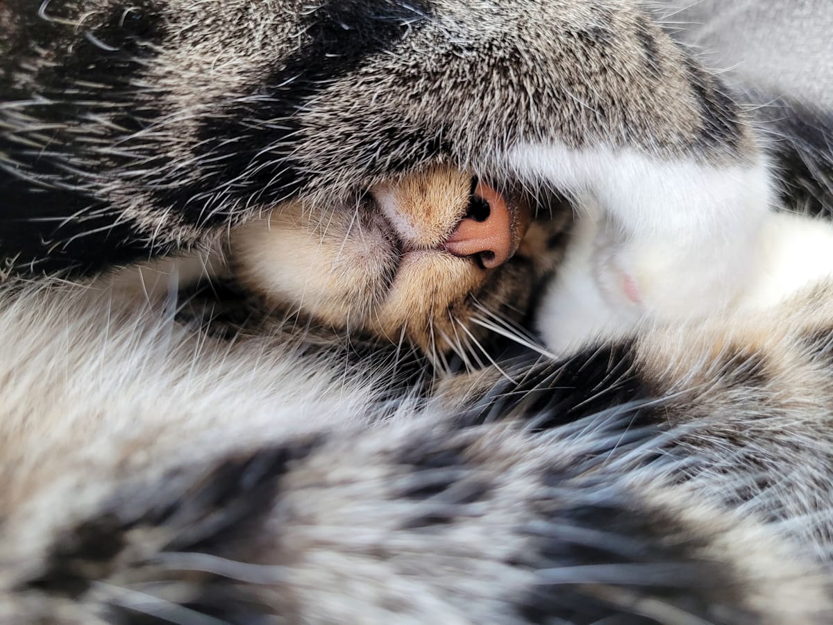 cat covering face crying