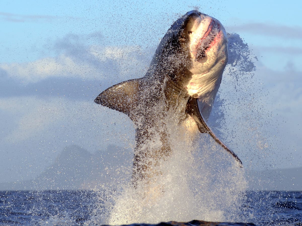are female great white sharks bigger