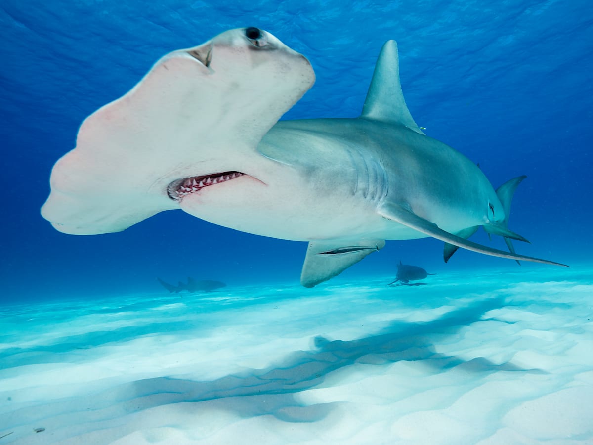 hammerhead shark eating fish