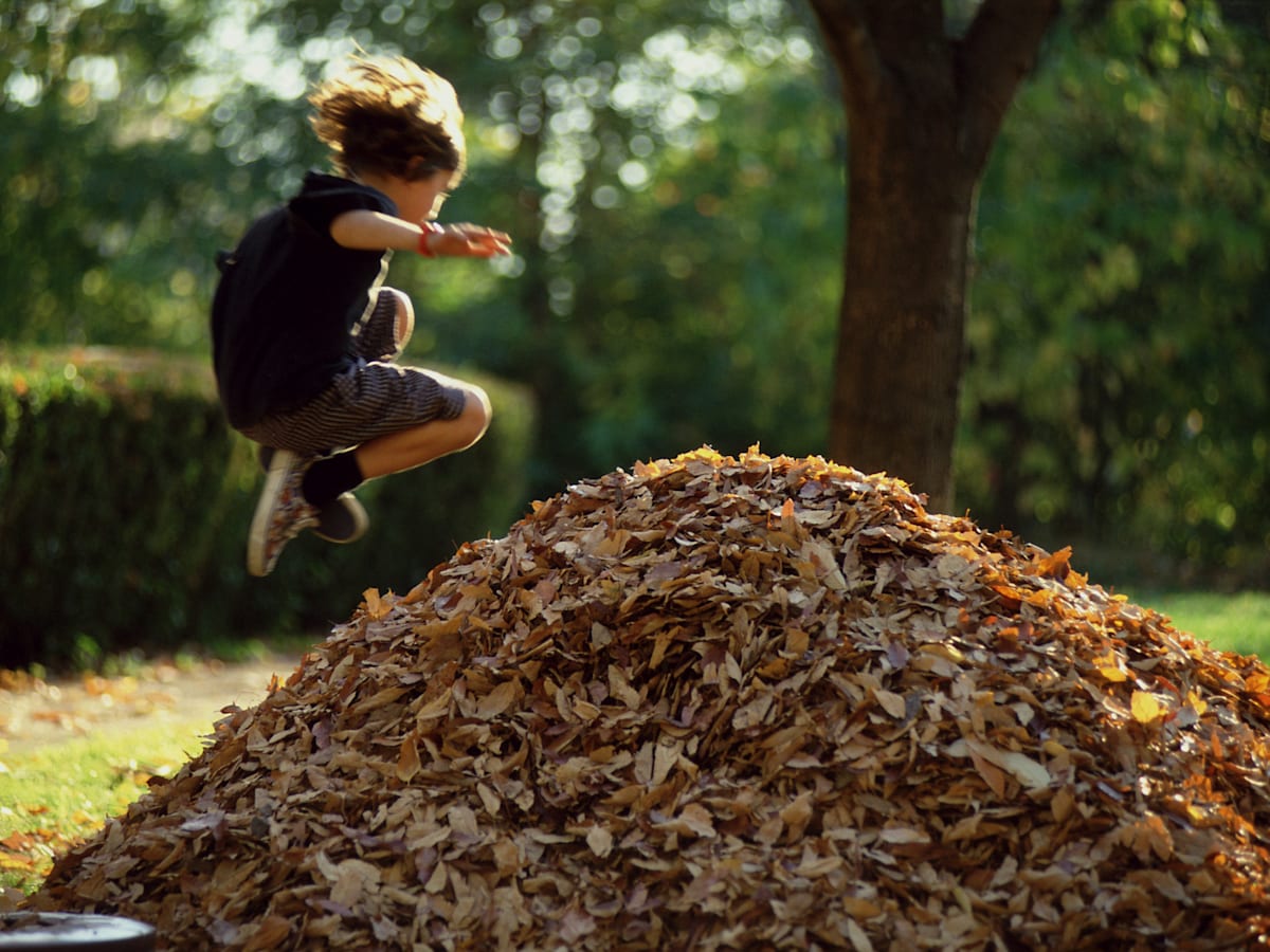 leaf pile