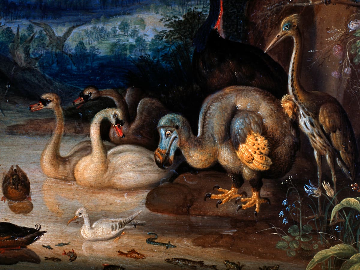 dodo bird theory