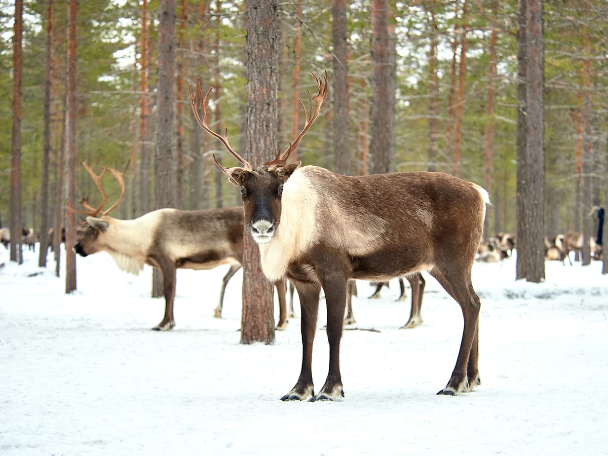 reindeer description