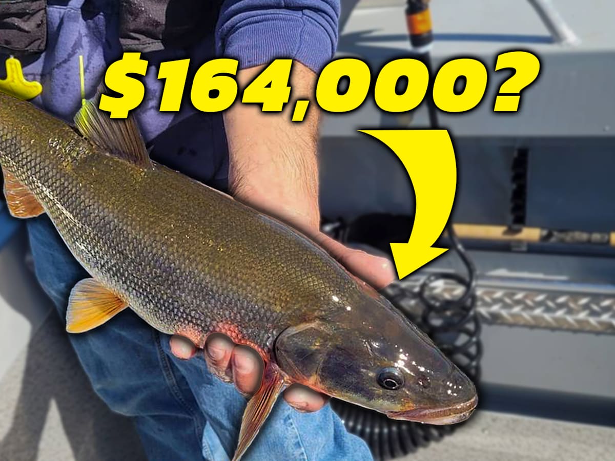 northern pikeminnow oregon