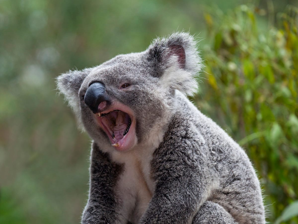 koala hearing range
