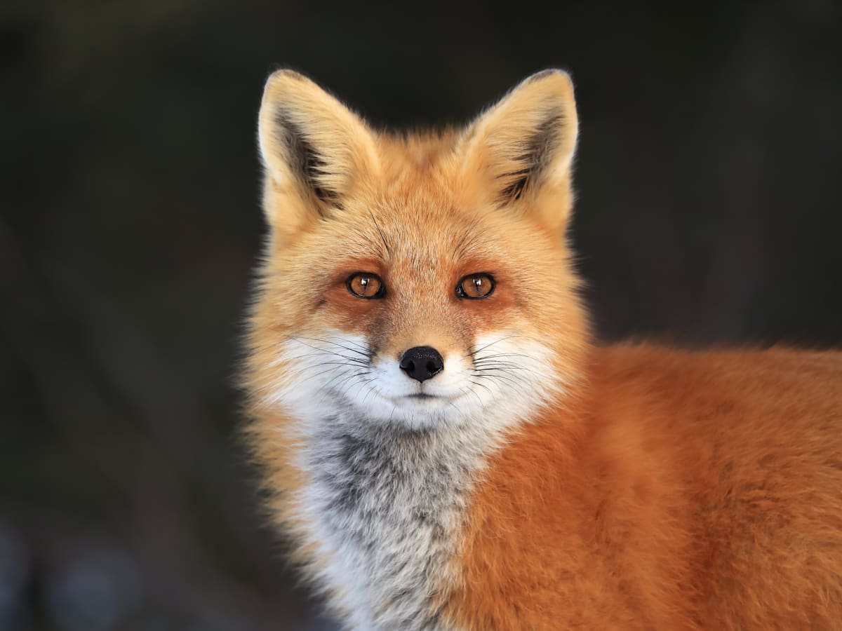 fox faced