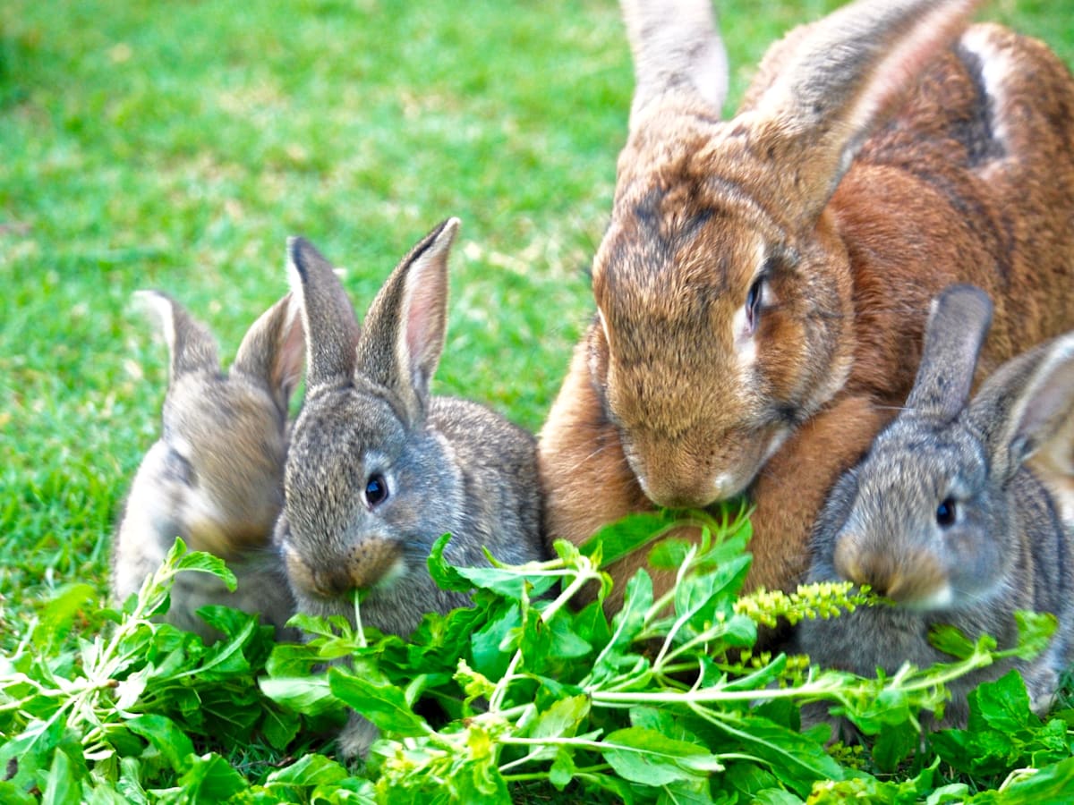 are flemish giant rabbits friendly