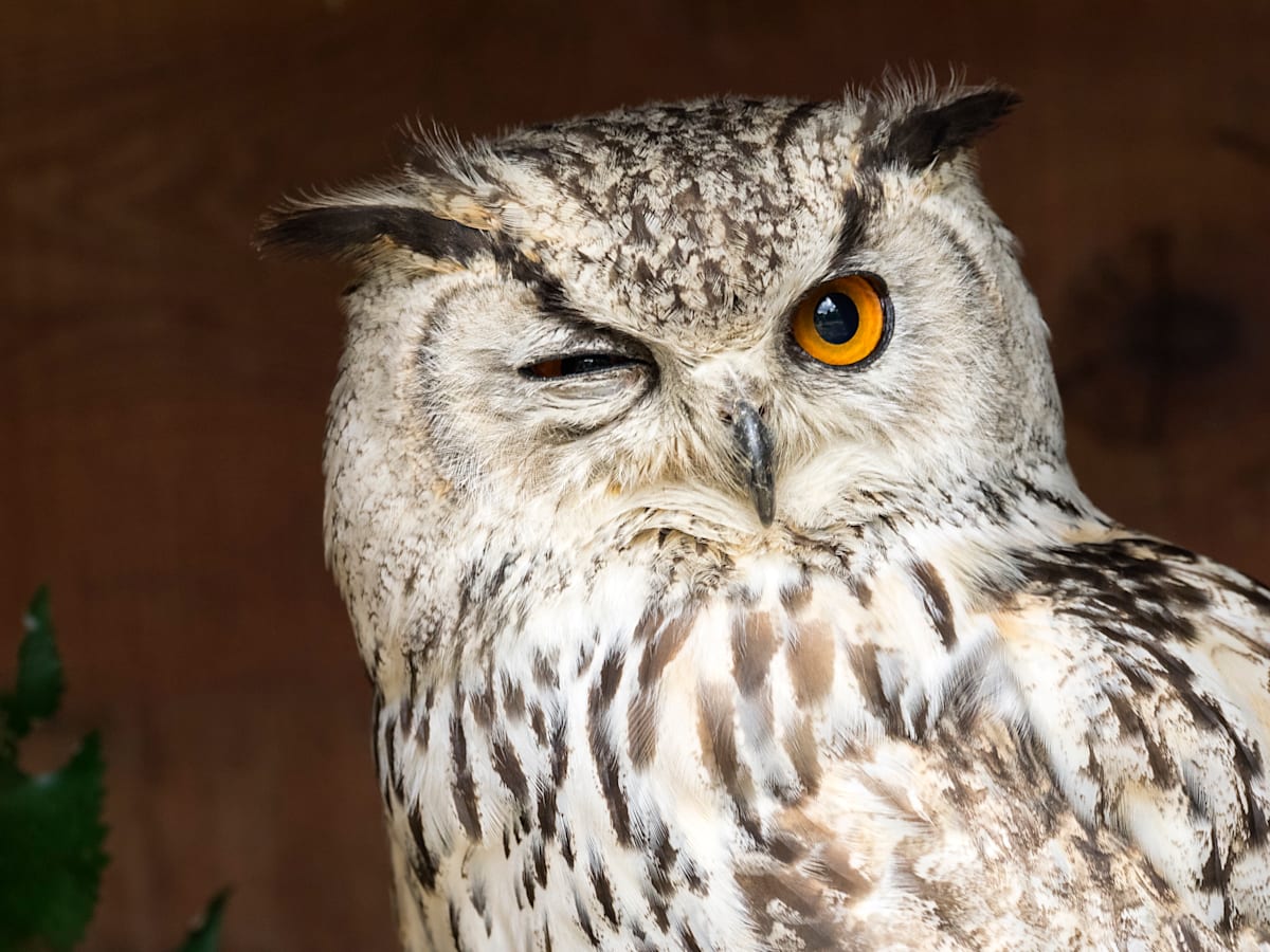 weird things owls do