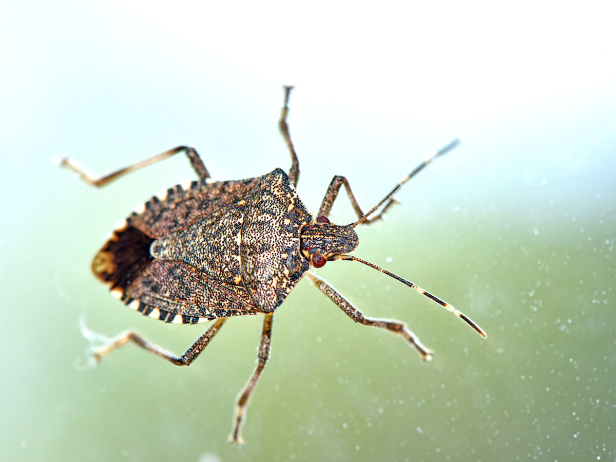 stink bugs uk