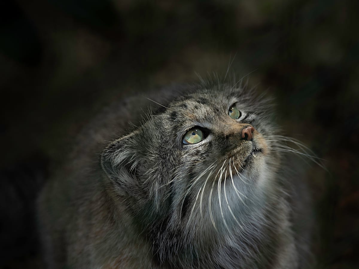 peter pallas cat