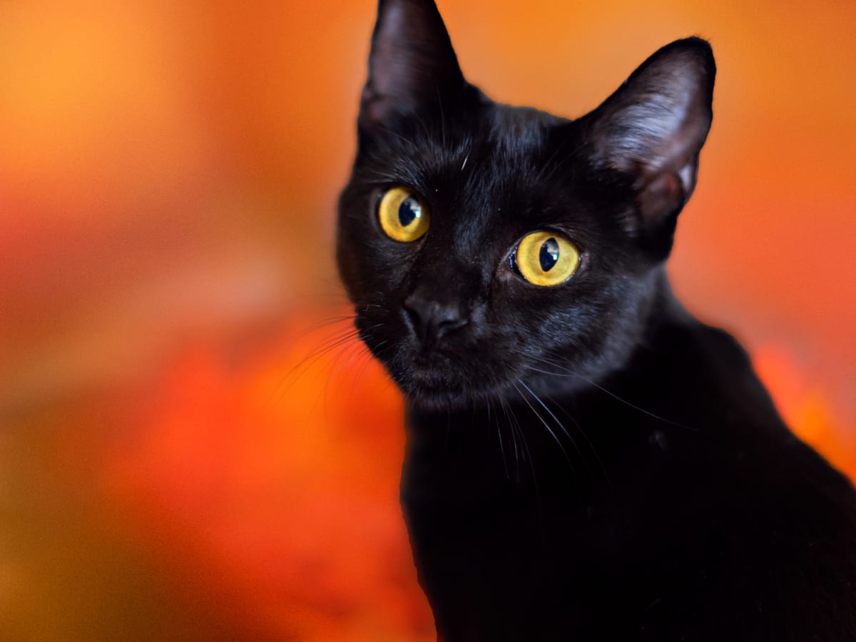 orange black cat