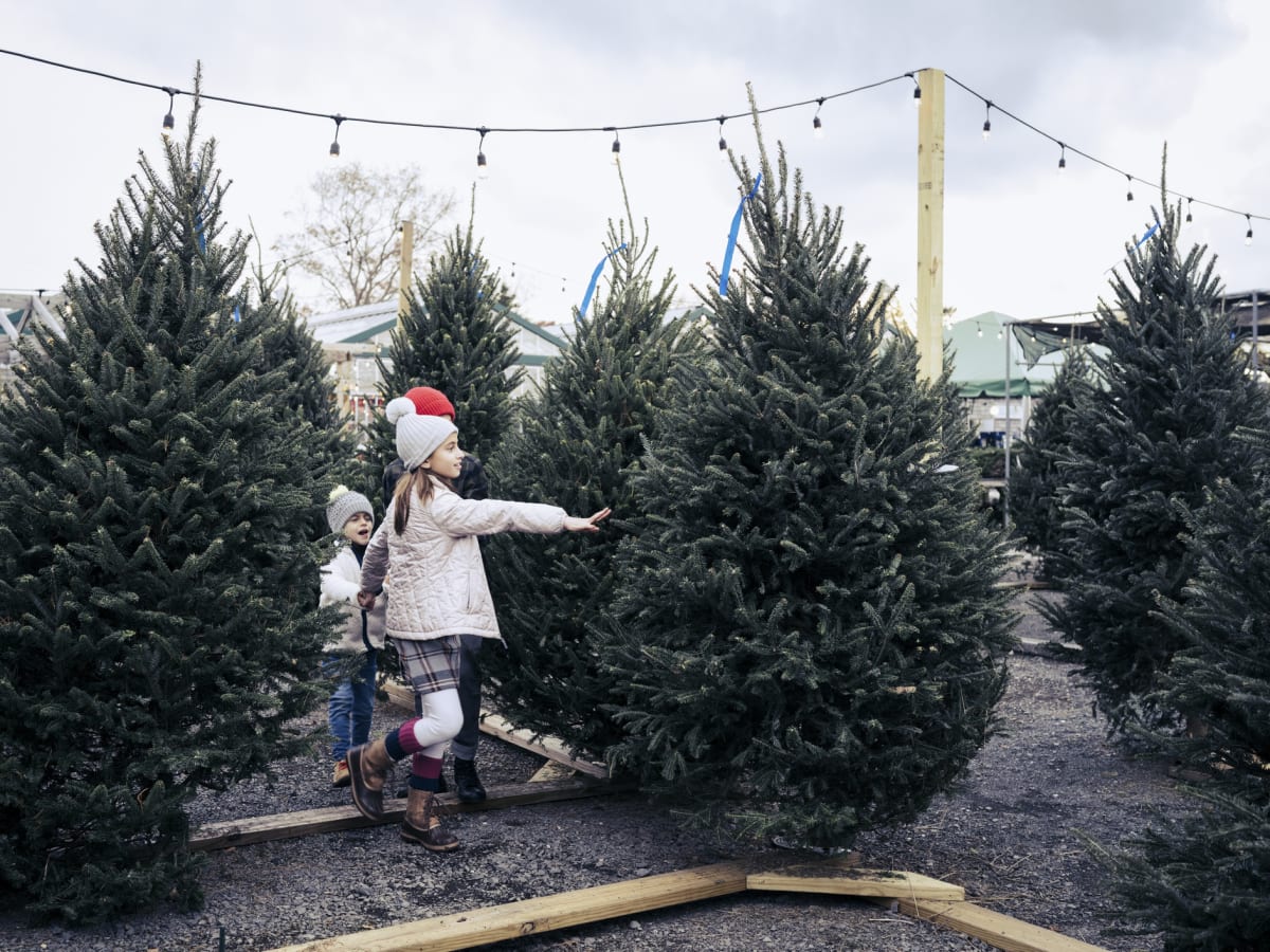 Best time to buy a christmas tree artificial store