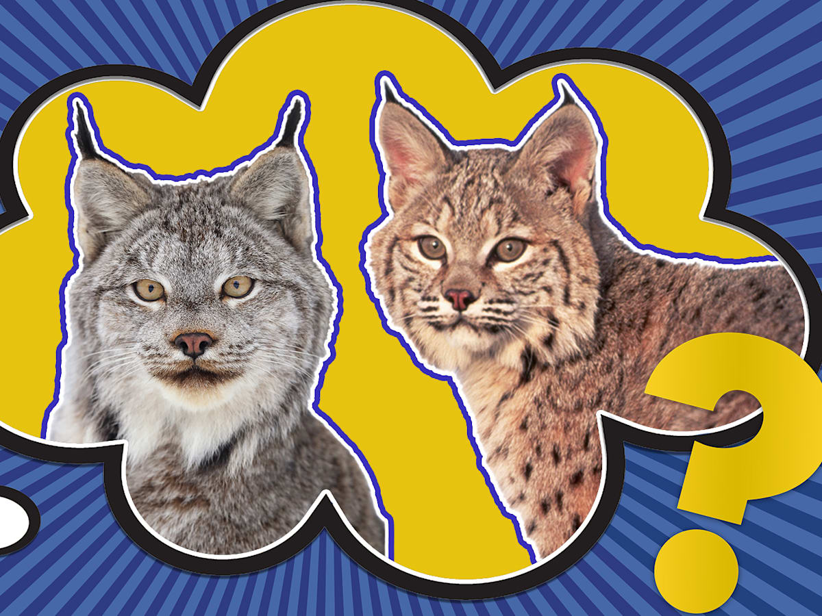 difference between a cat and bobcat