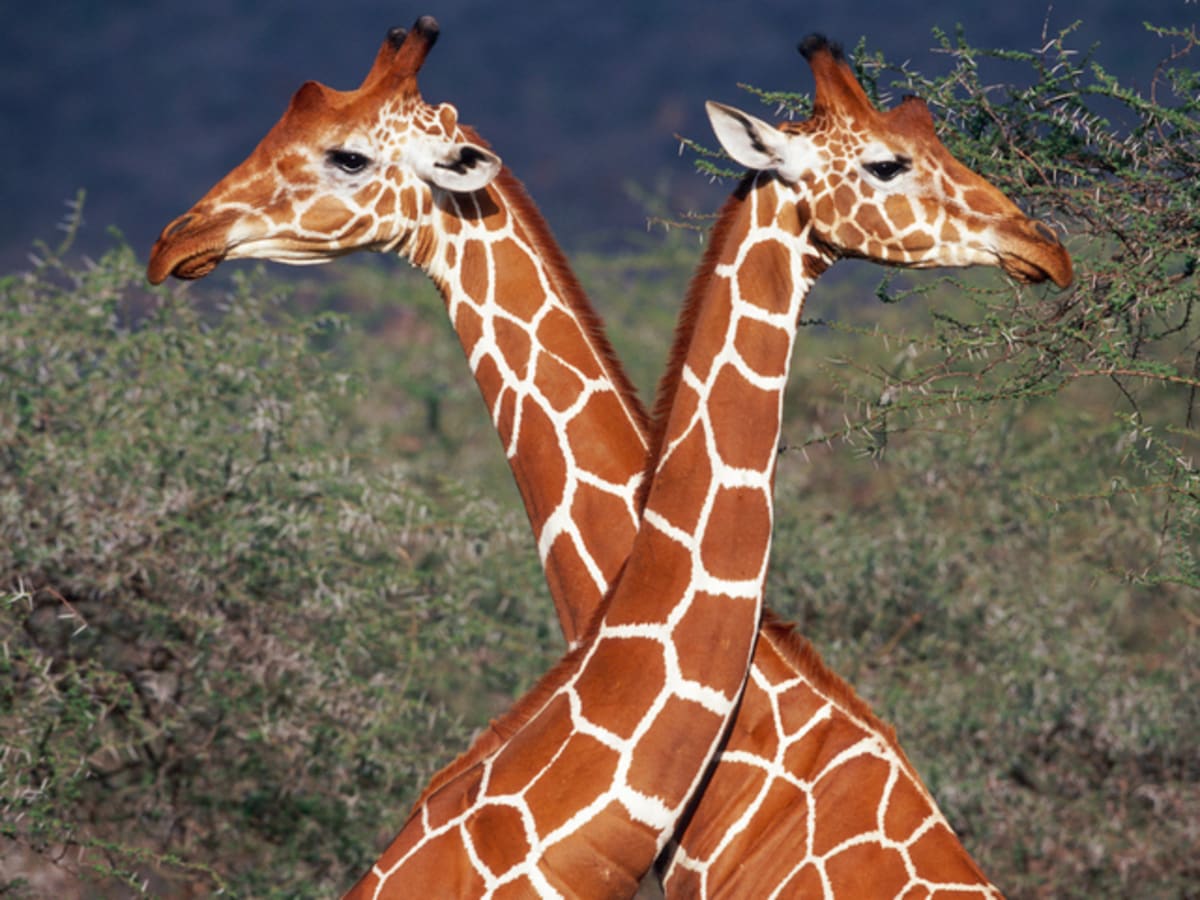 giraffe article