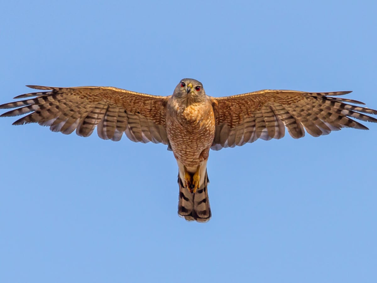 flaying hawk