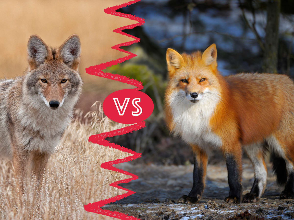fox coyote wolf comparison