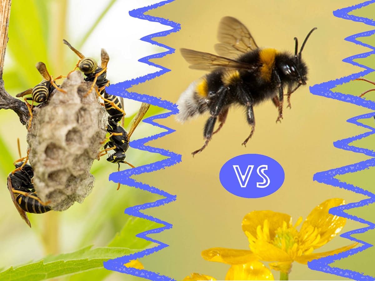 difference between hornet and bumblebee