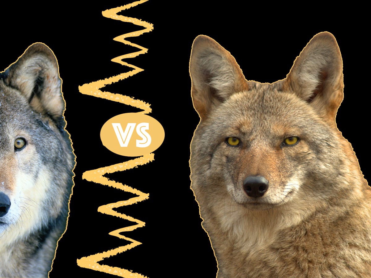 difference between red wolf and coyote