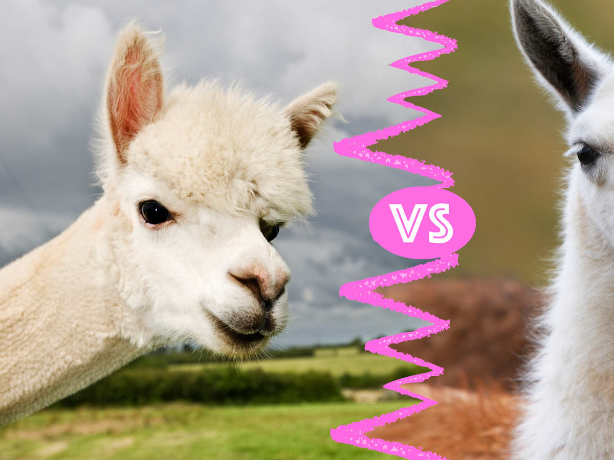 llama alpaca difference