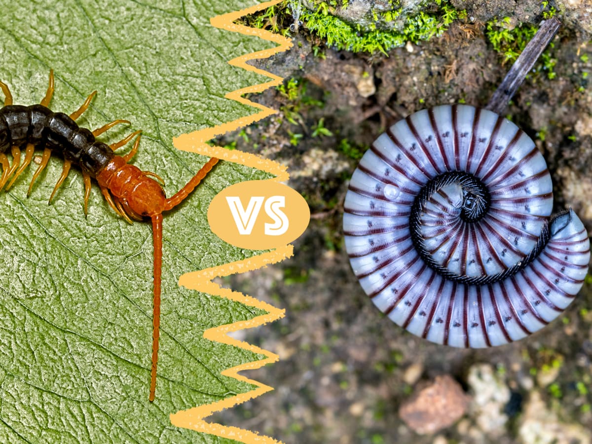 difference between spider and centipede