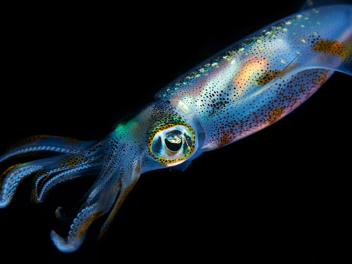 difference between sepia and squid