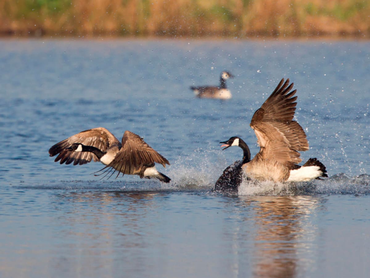 wild goose chase examples