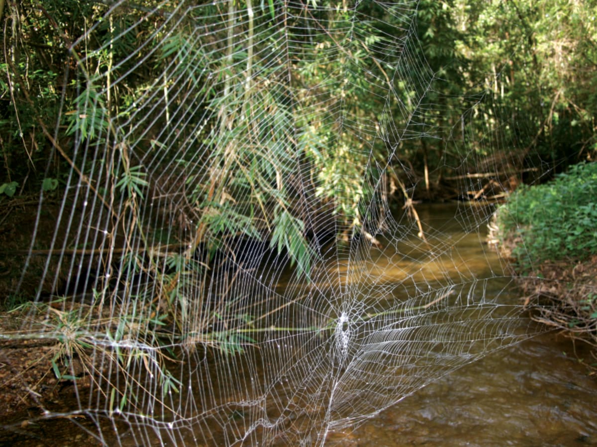 largest spider web ever found
