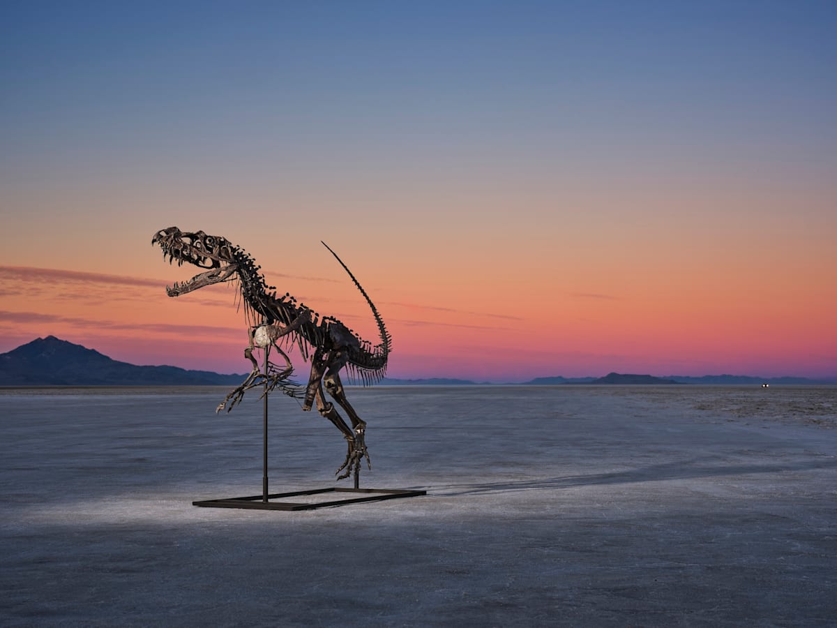 ceratosaurus skeleton