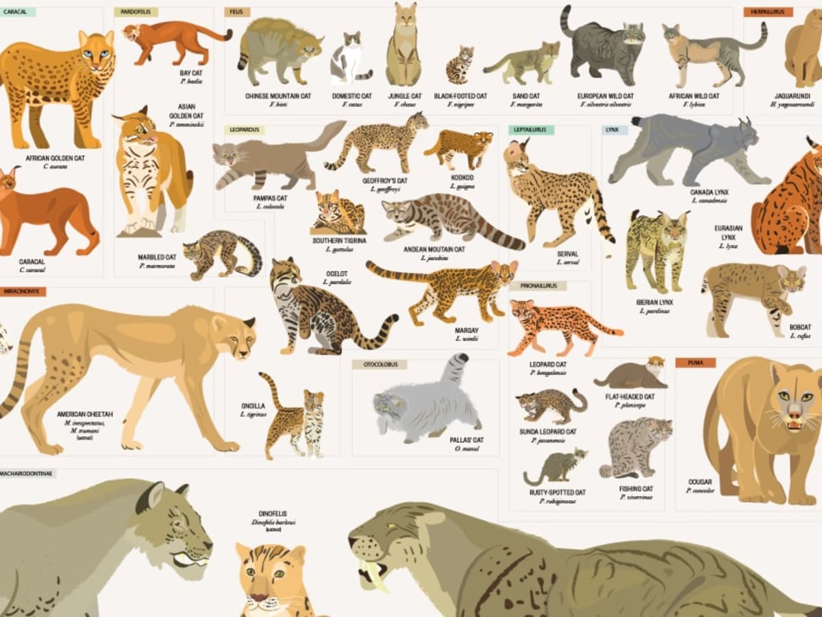 cat category list
