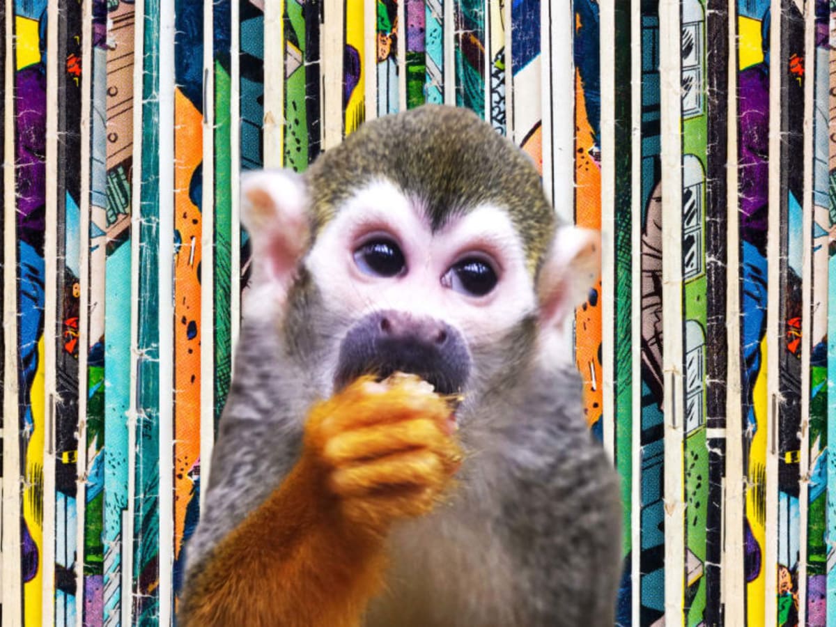 squirrel monkey pet trade