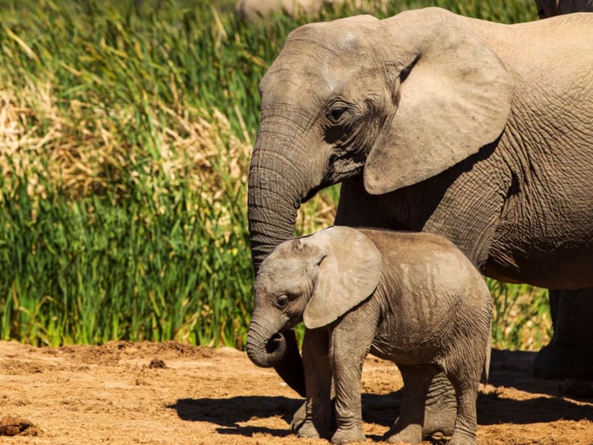 elephant without tusks