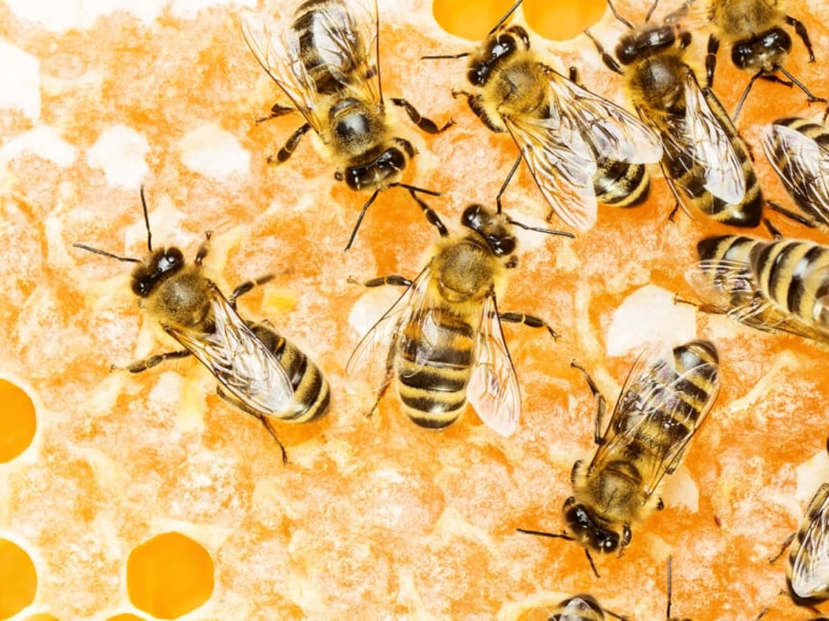 what bug causes trypophobia