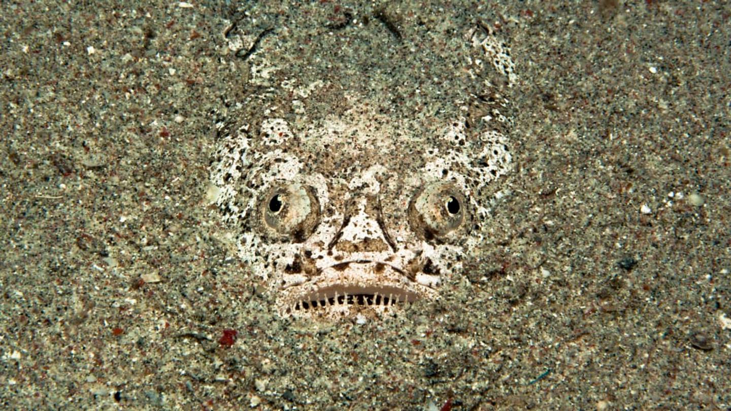 Stargazer Fish Looks Like the Babadook, Will Haunt Your Nightmares