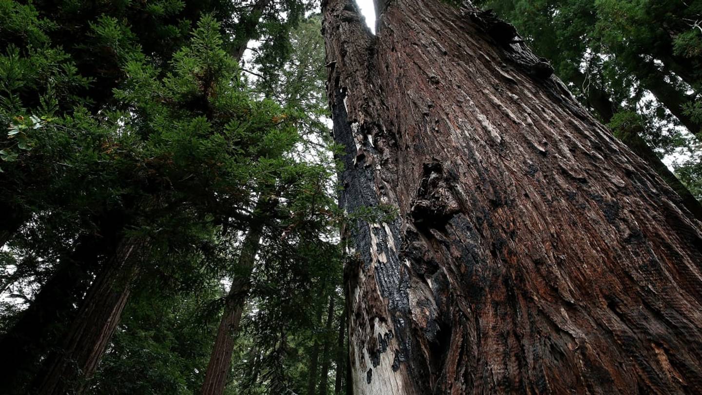 Meet the Man Cloning Ancient Redwood Trees