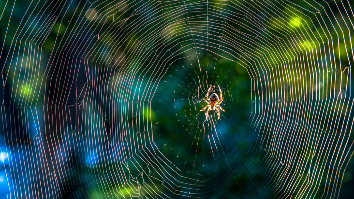 How Many Spiders Do You Really Swallow in Your Sleep?