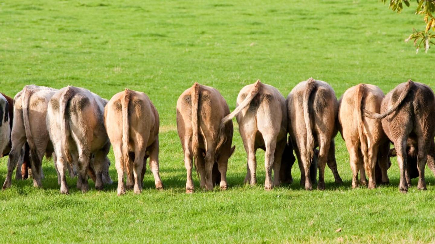 7 Fast Facts About Animal Farting