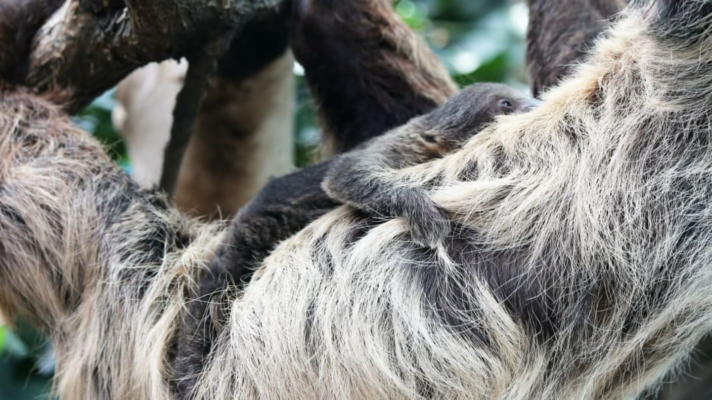 Watch the Denver Zoo’s New Baby Sloth Cuddle Up With Its Mom
