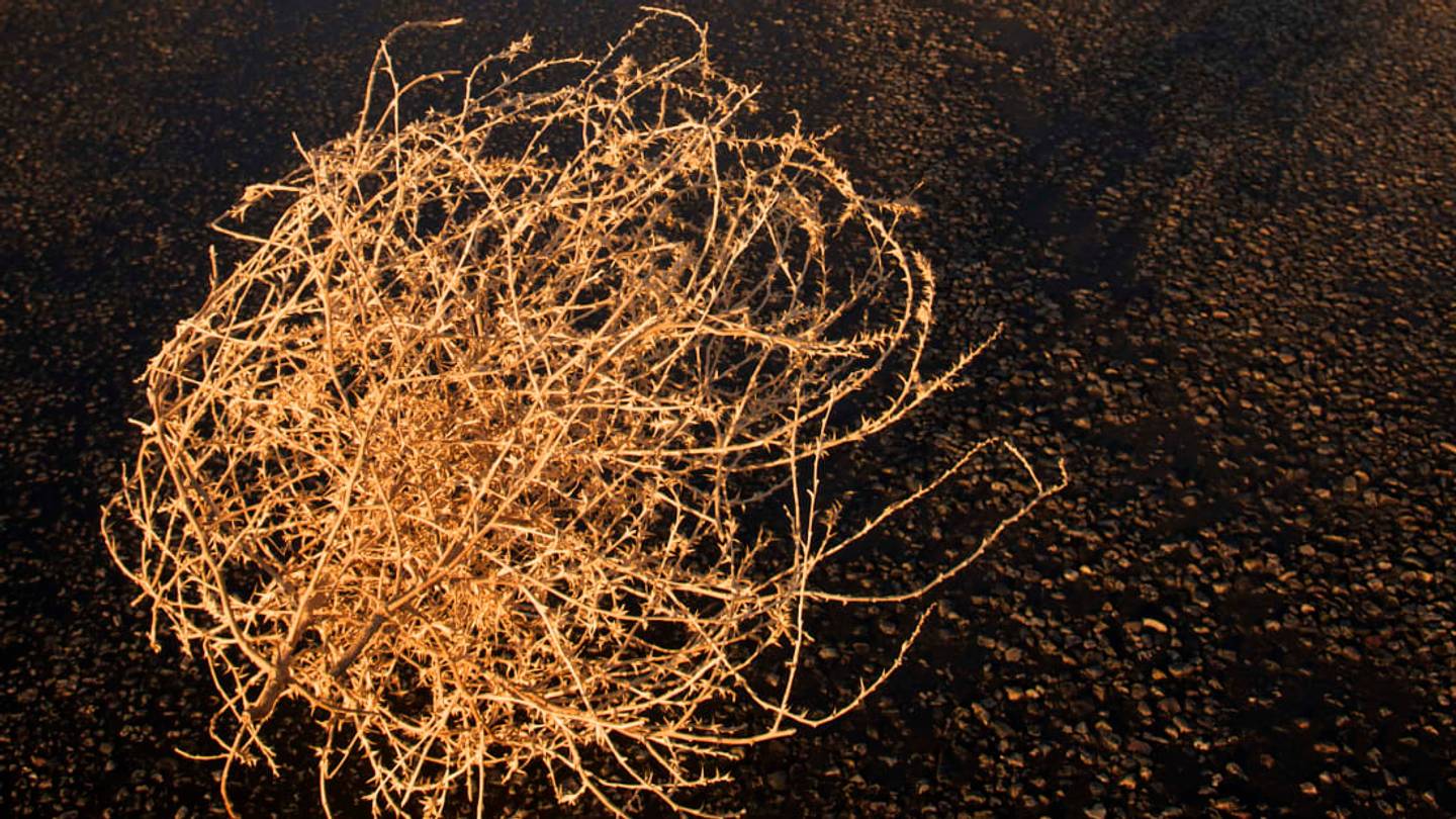 Massive Tumbleweeds Invaded a California Town, Trapping Residents in ...