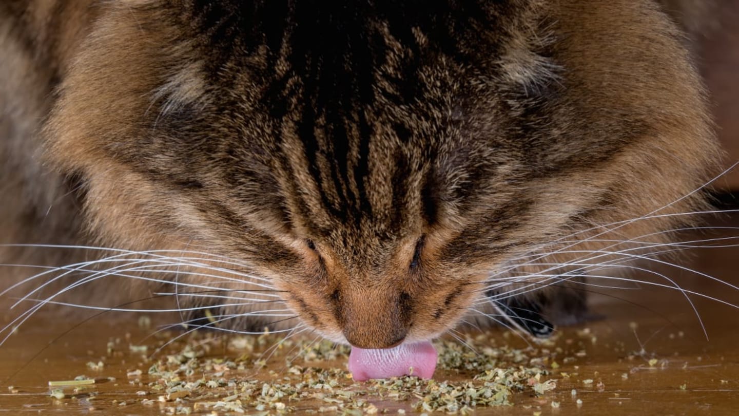 How Does Catnip Work?